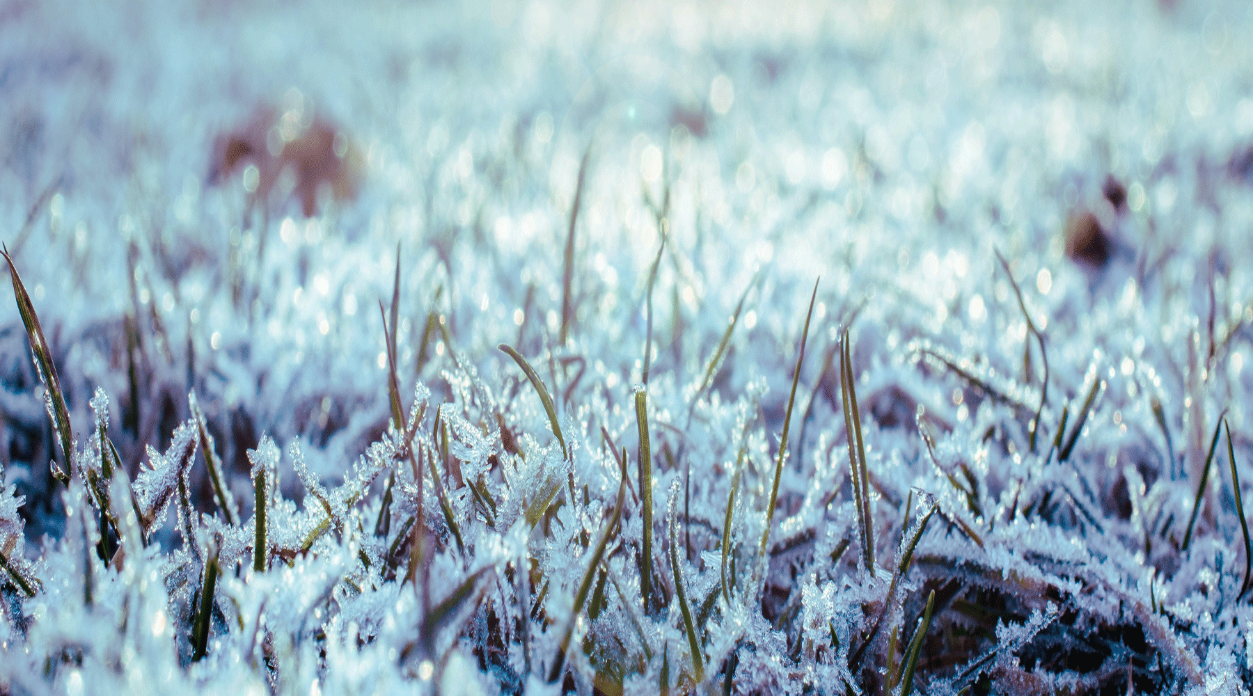 Can You Lay Turf In Winter? | JJ Landscapes Stockport