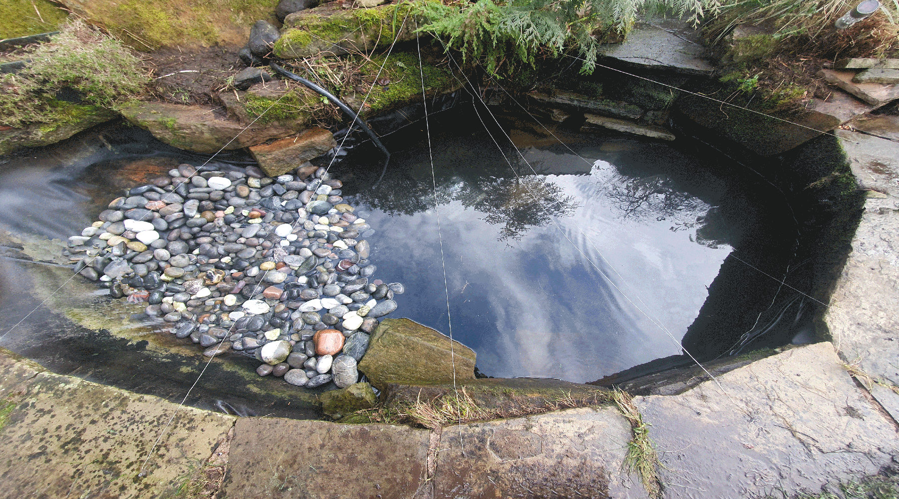 A Full Pond Clean On An Old Goldfish Pond - Wilmslow, Cheshire - JPM ...