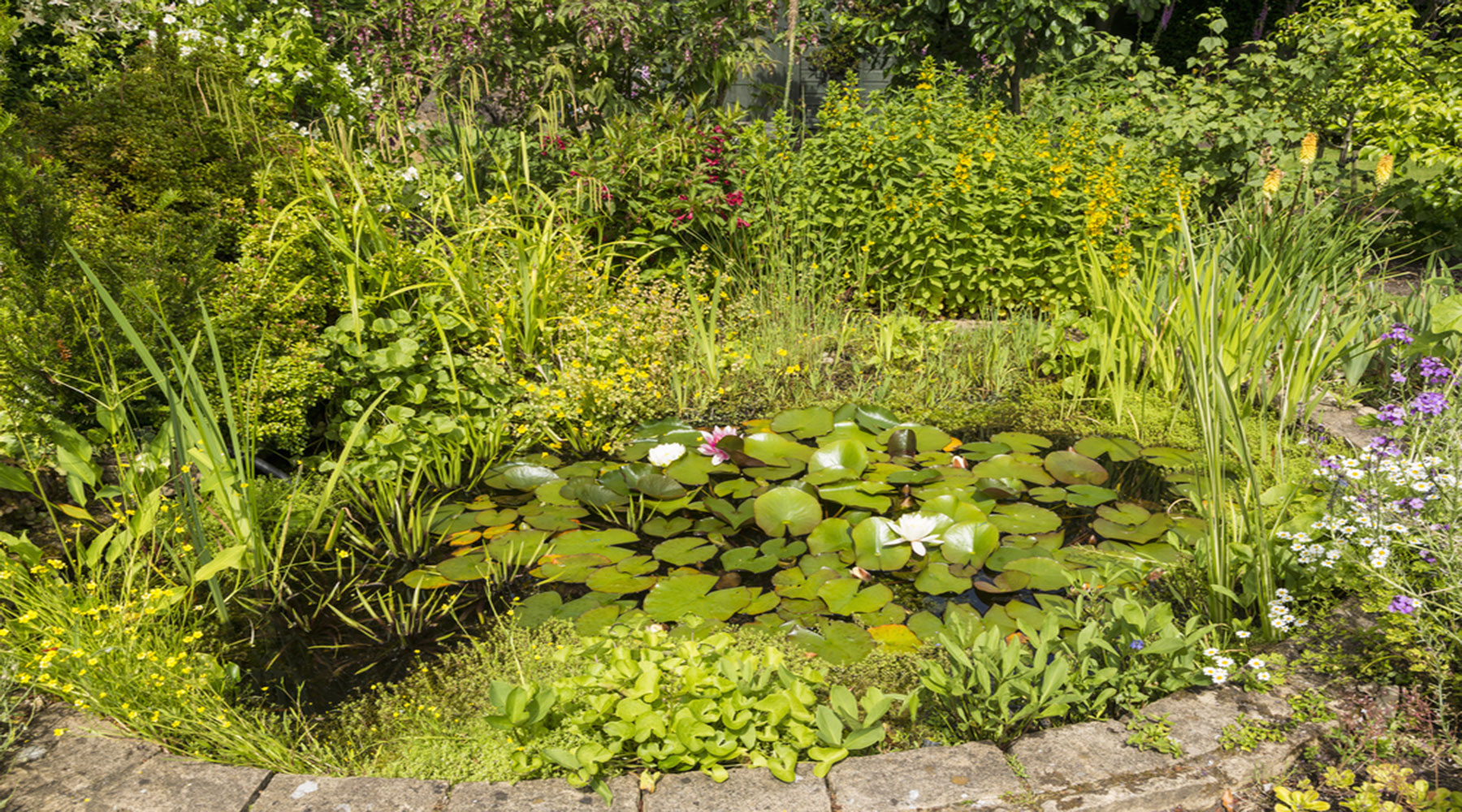 How to Build a Wildlife Pond | JJ Landscapes and Ponds